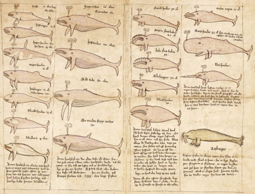 Artefactual Material Derived from Whales – DataARC